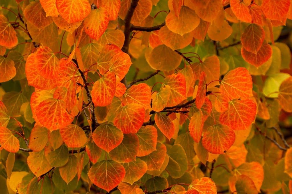 PHOTOS: SteamboatSnaps Fall Foliage contest winner announced ...